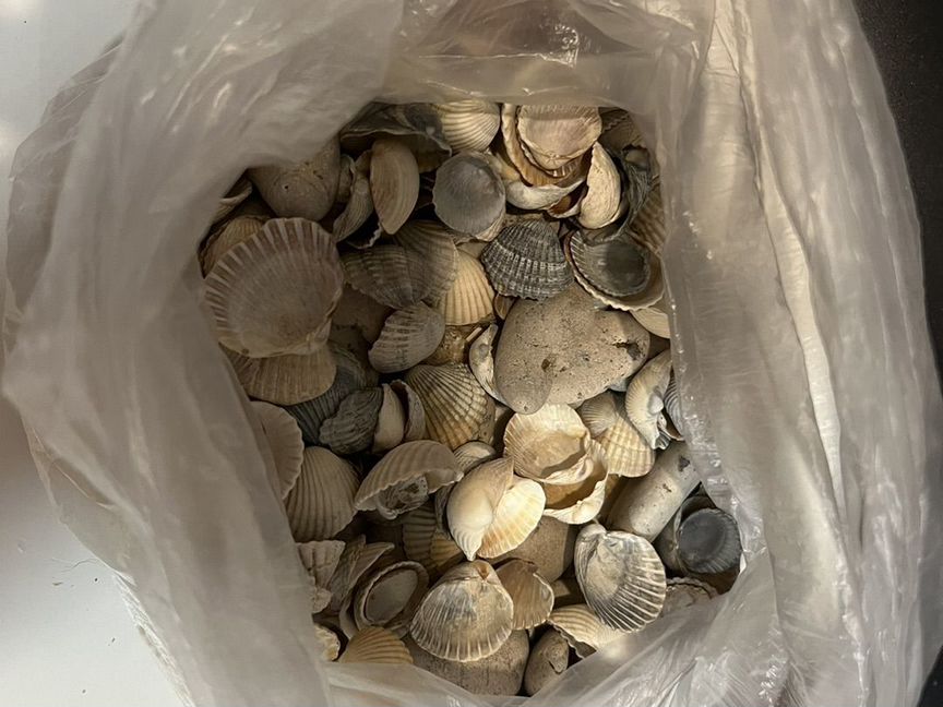 Ракушки, камешки. Природный материал