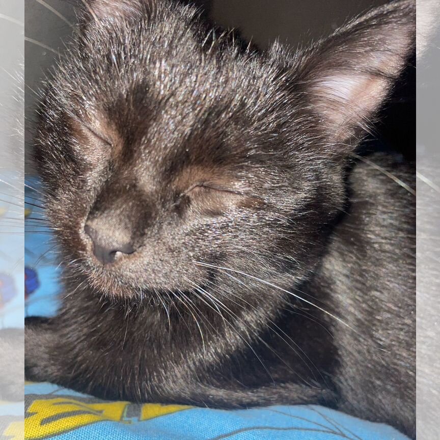 Котёнок в добрые руки