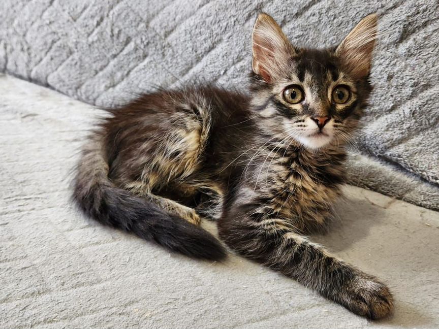 Пушистая девочка 2,5 месяца