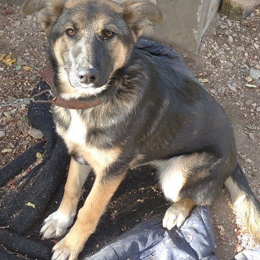 Отдам овчарку в добрые руки