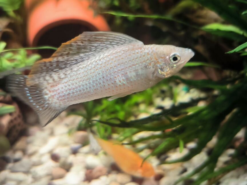 Велифера Альбино / Дикари