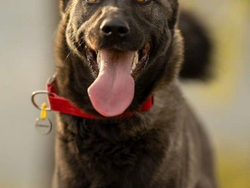 Собака в добрые руки