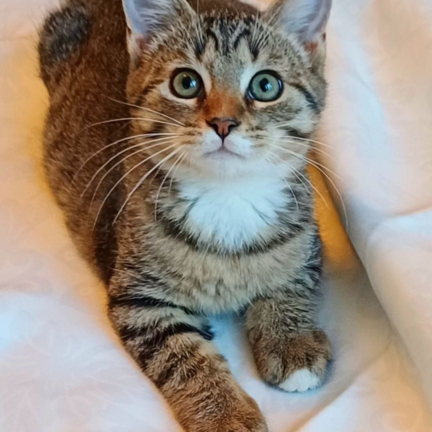 Ласковый, нежный котенок Ерошка
