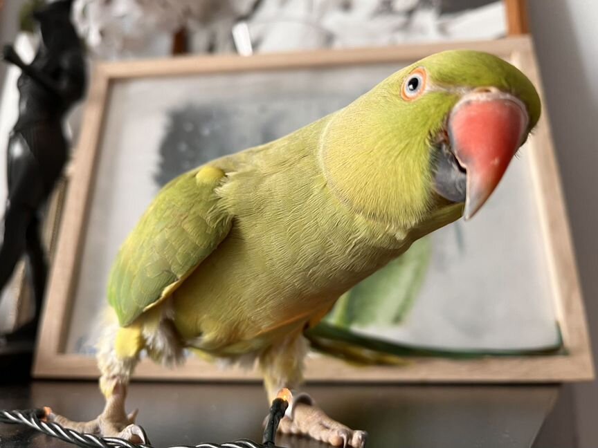 Самочка ожерелового попугая 3 года