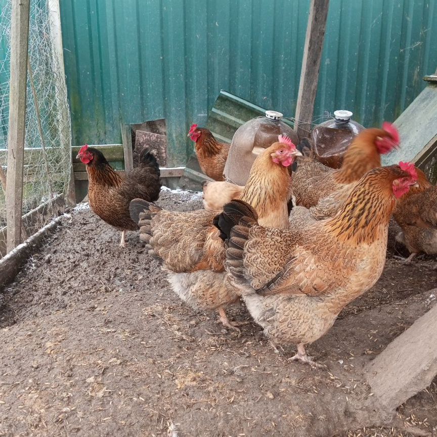 Несушки Кучинская юбилейная