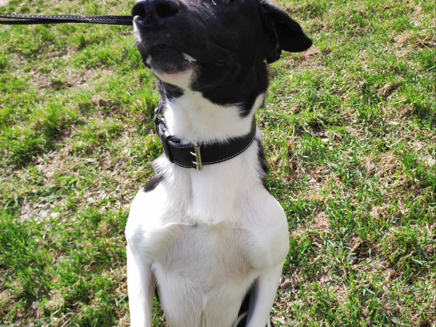 Собака в добрые руки