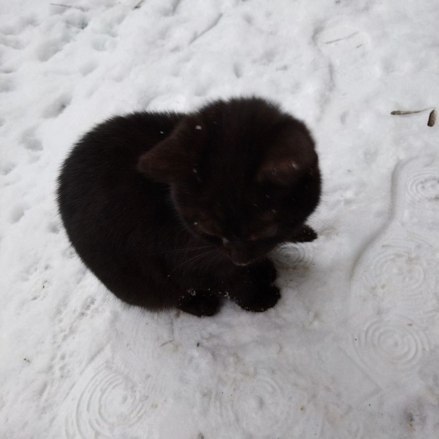 Котенок