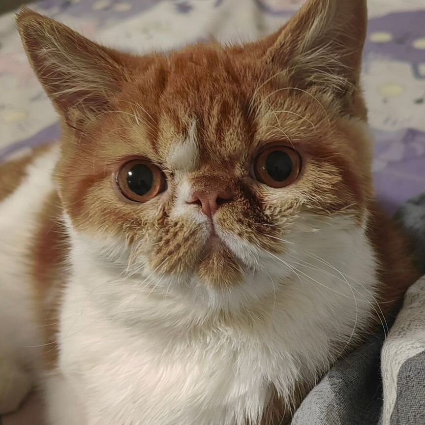 Ищем кота для вязки