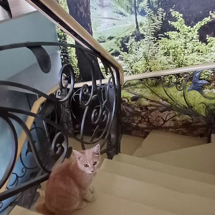 Два позитивных котёнка (добряки )
