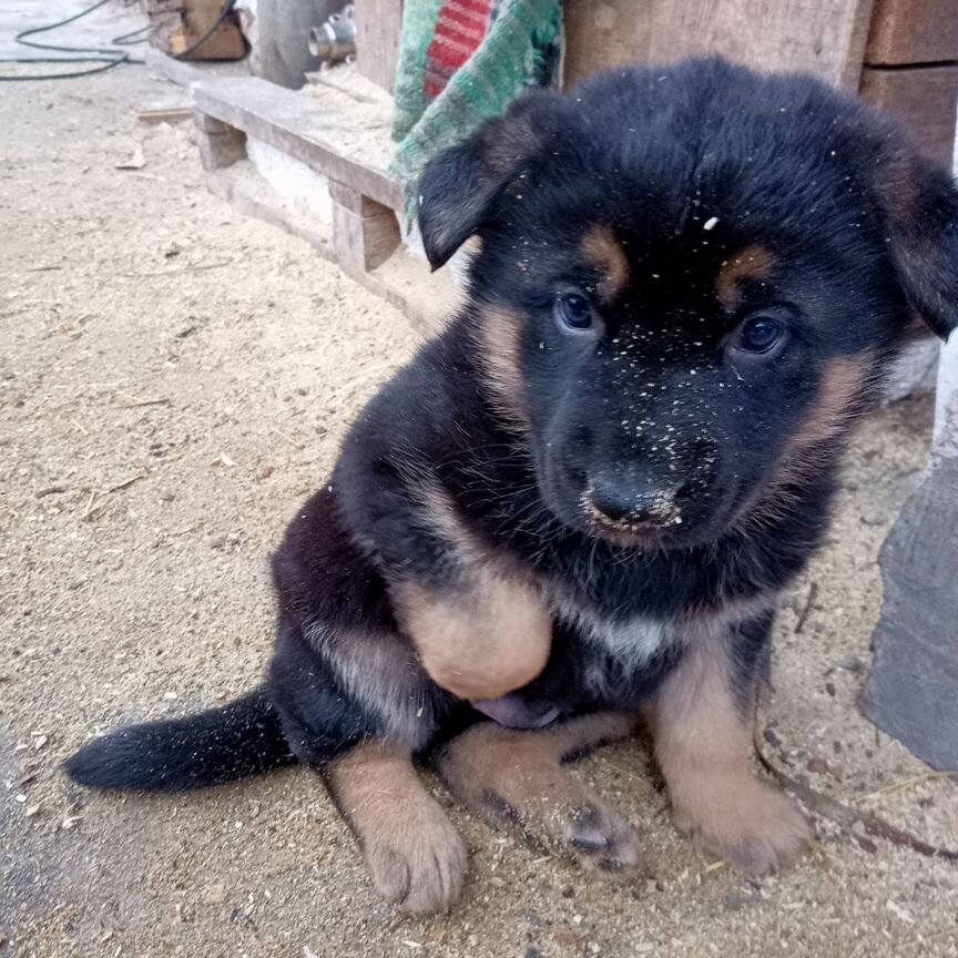 Помесь немецкой овчарки