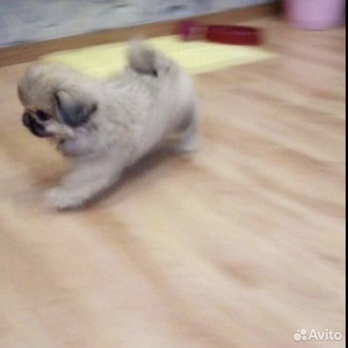 Королевский пекинес