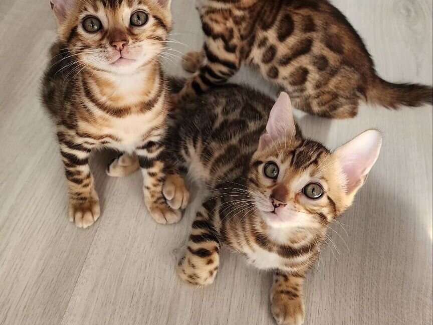 Бенгальская кошка