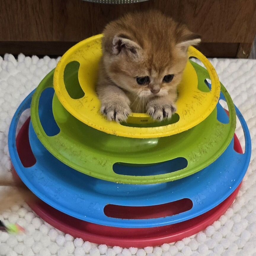 Шикарные золотые мишки)