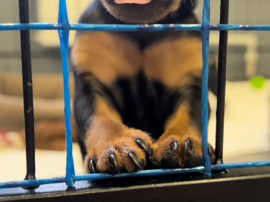 Цвергпинчер