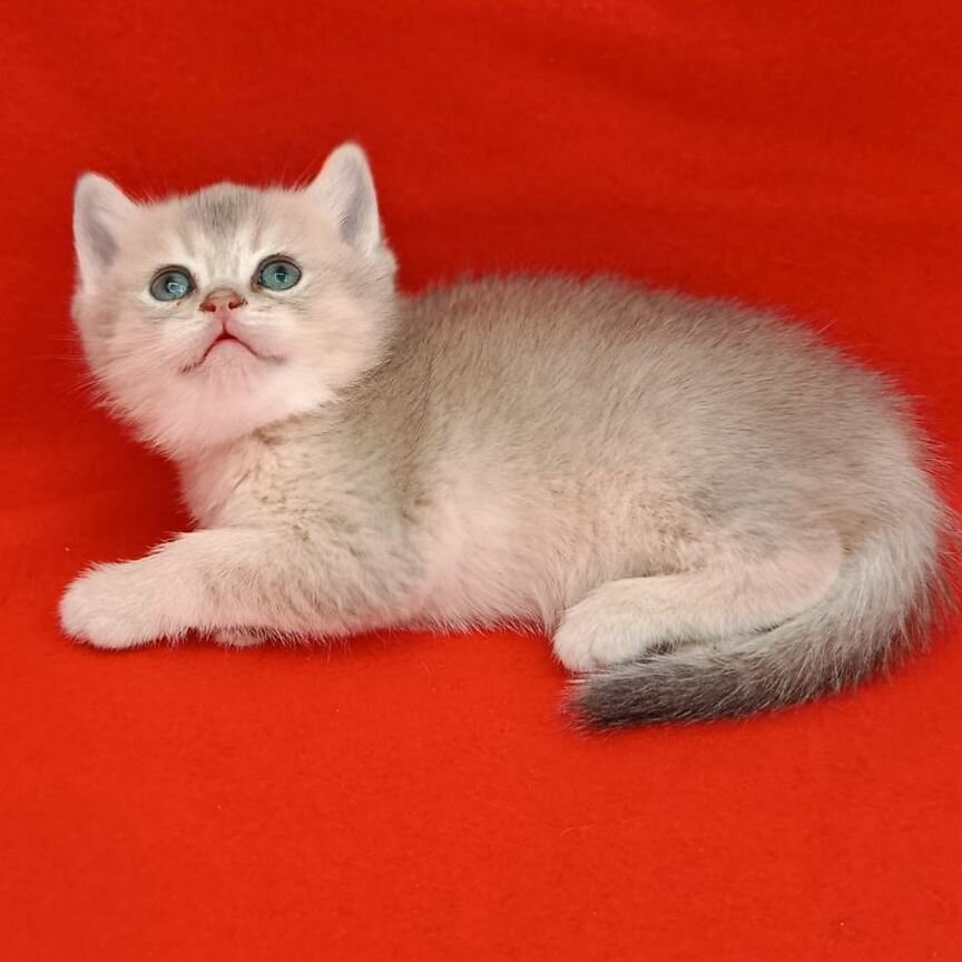 Шотландский прямоухий короткошёрстный котёнок