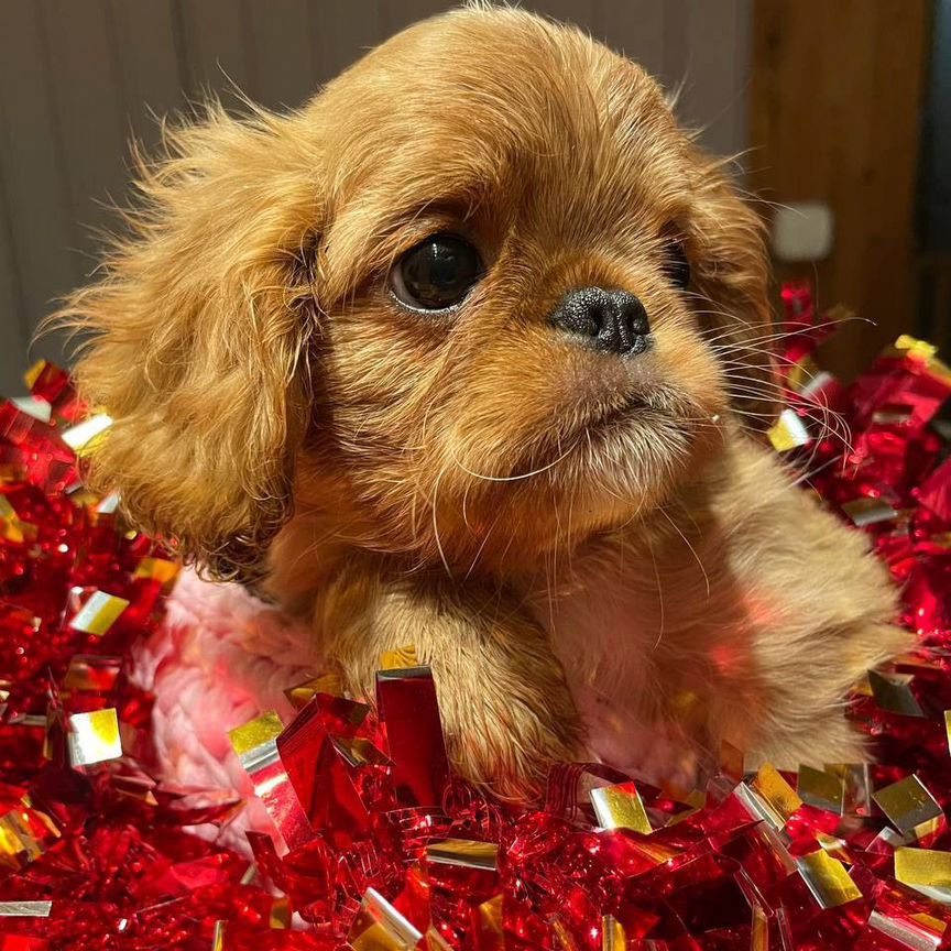 Кавалер кинг-чарльз-спаниель, щенок