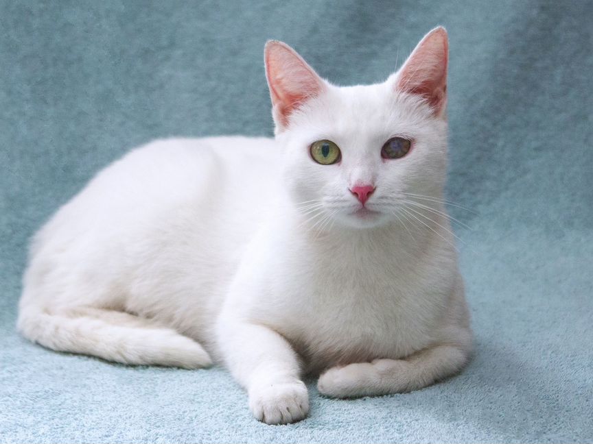 Самая ласковая кошечка Луся