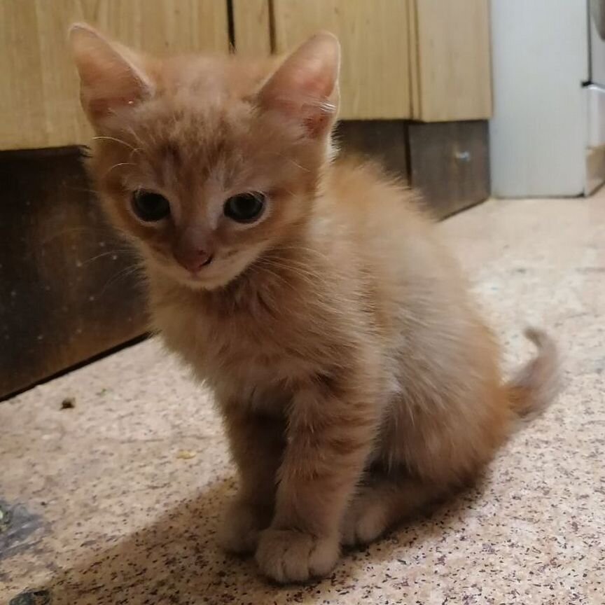 Сибирский котёнок