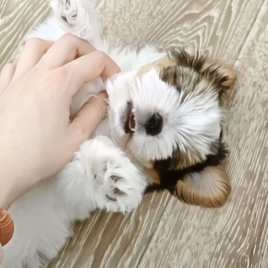 Бивер-йоркширский терьер, щенок