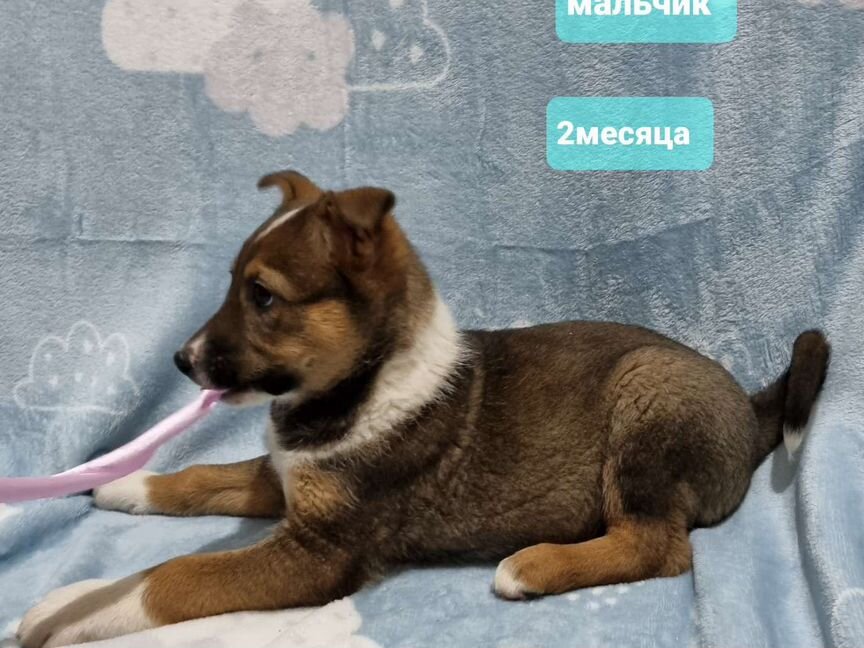 Лайка