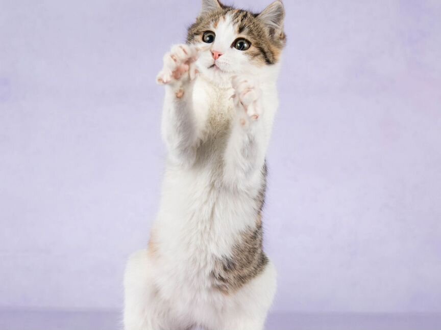 Крошечная малышка с улицы в добрые руки