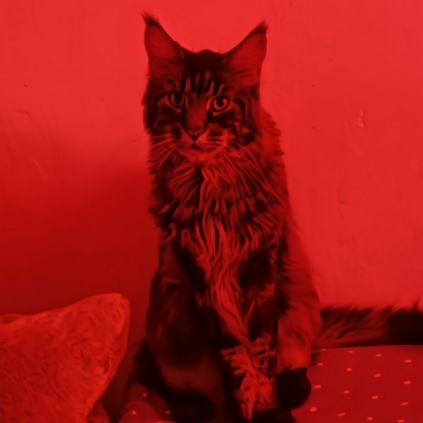 Мейн-кун, взрослый кот