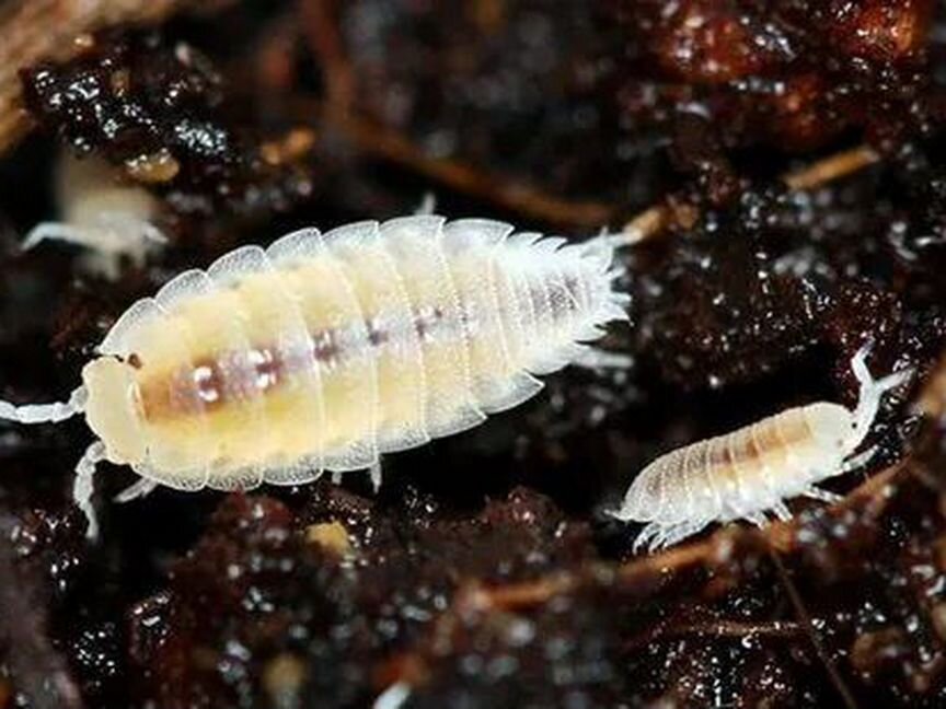 Тропические мокрицы Trichorhina tomentosa