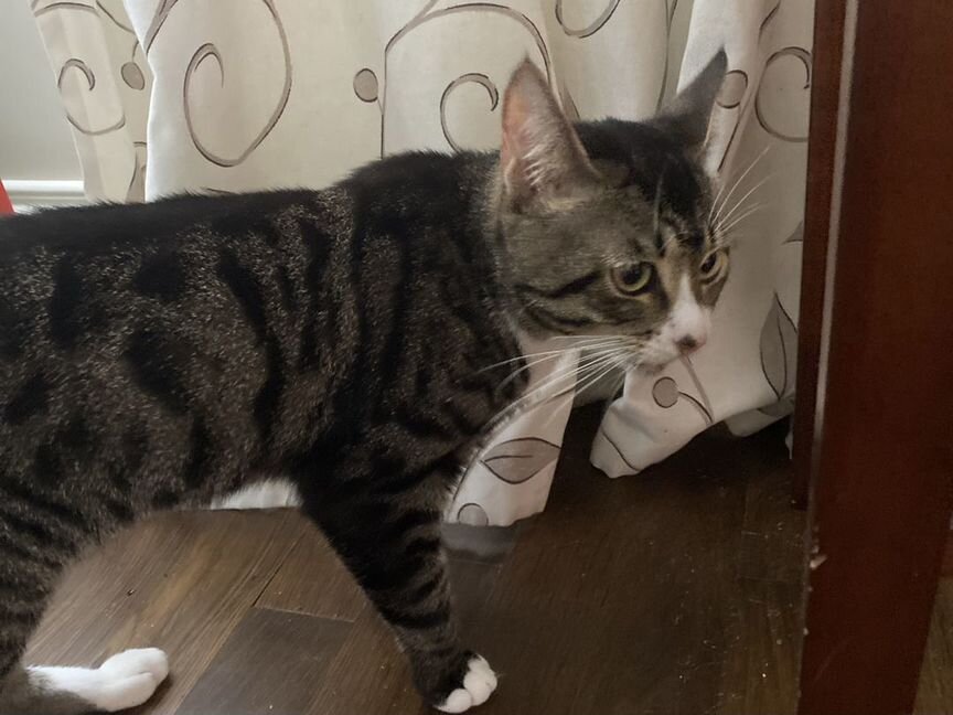 Котик в добрые руки