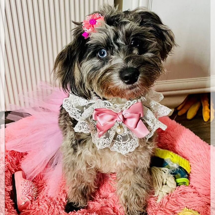 Мальтипу, щенок