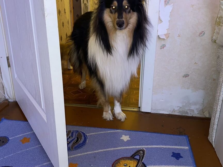 Собака Колли