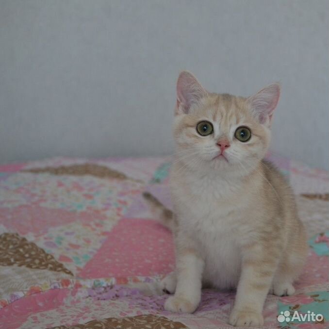 Зеленоглазый красавец