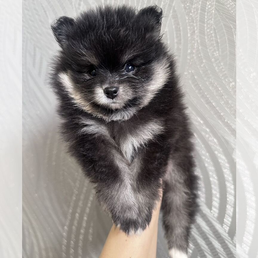 Померанский шпиц, щенок