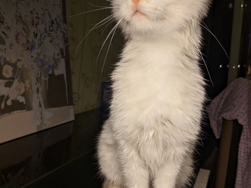 Котëнок в добрые руки SOS