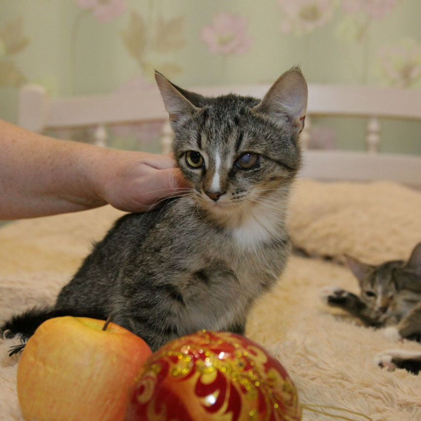 Кузенька добрый и ласковый котик 7 месяцев