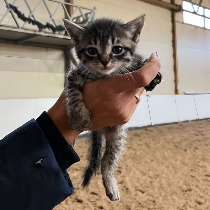 Котенок мальчик