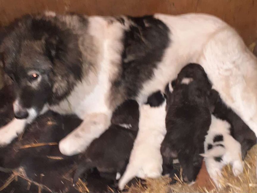 Кавказская овчарка