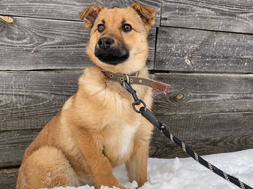 Щенок в добрые руки