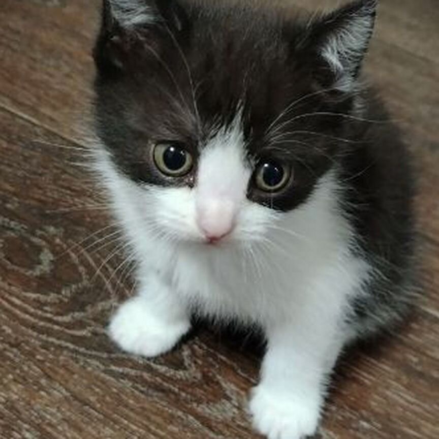 Котенок в добрые руки мальчик 1 месяц