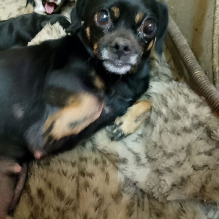 Щеночки в добрые руки