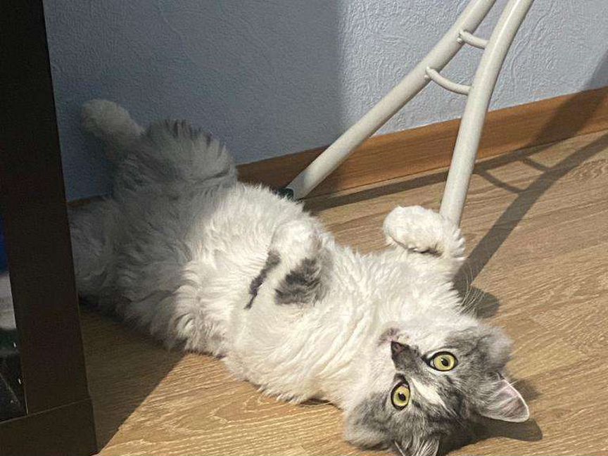 Отдам кота в добрые руки