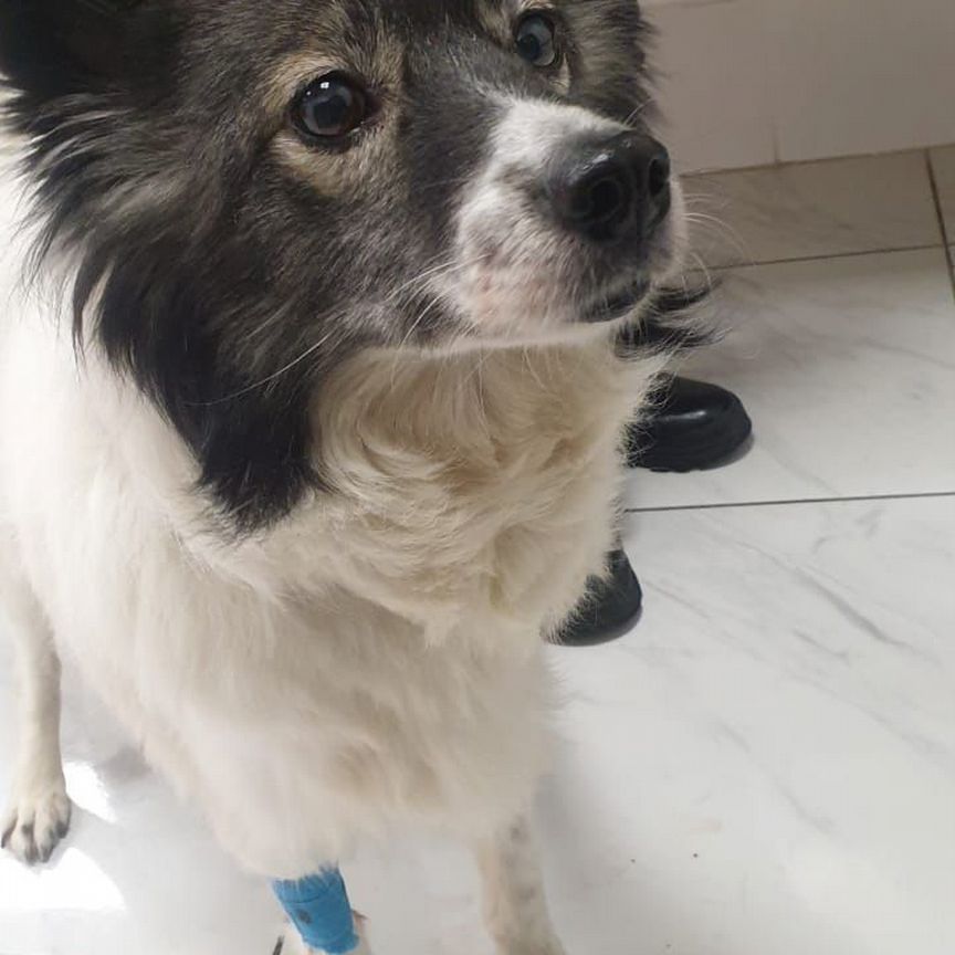 Взрослая собака в добрые руки