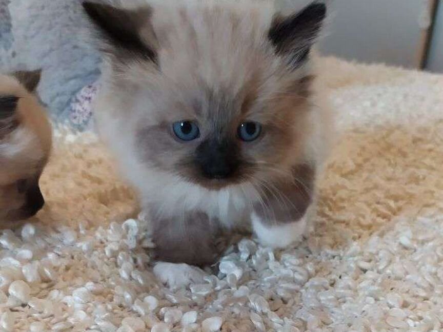 Котята рэгдолл бронирование
