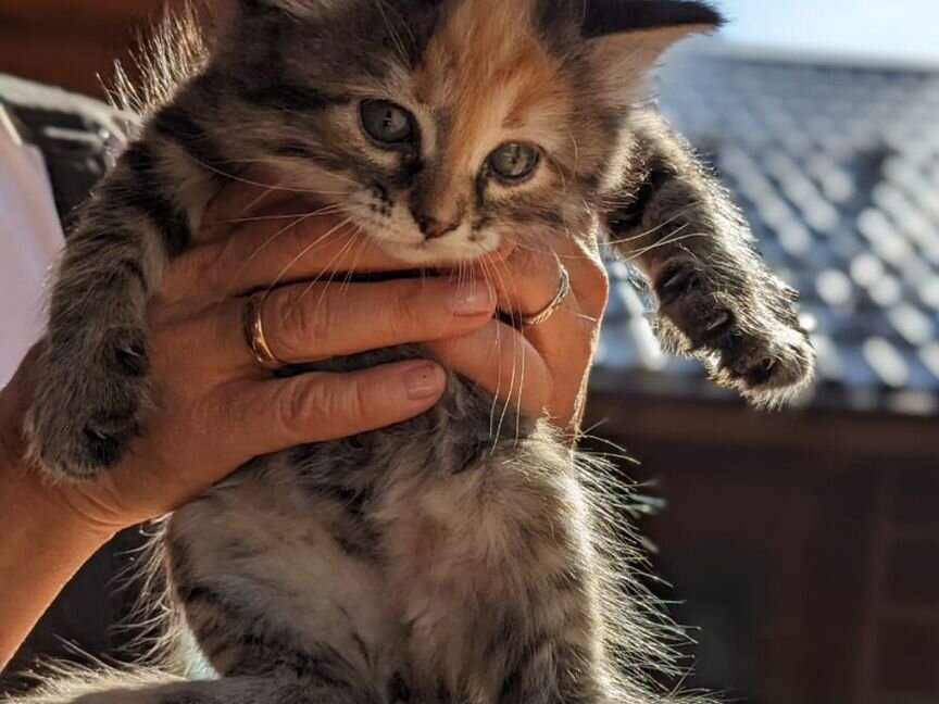 Котенок девочка в добрые руки