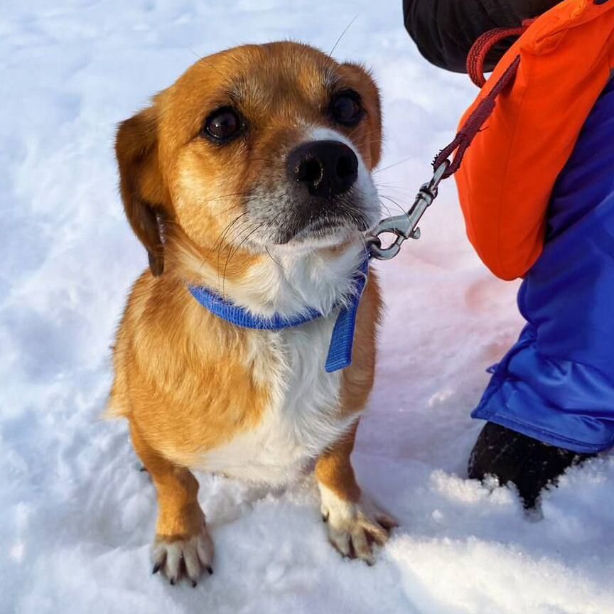 Взрослая собака в добрые руки