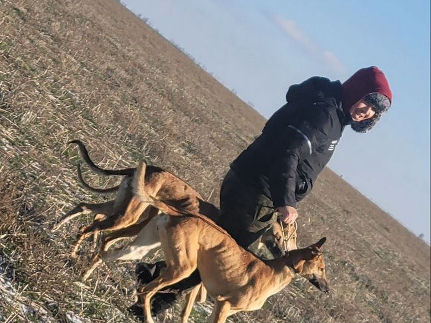 Хортая борзая