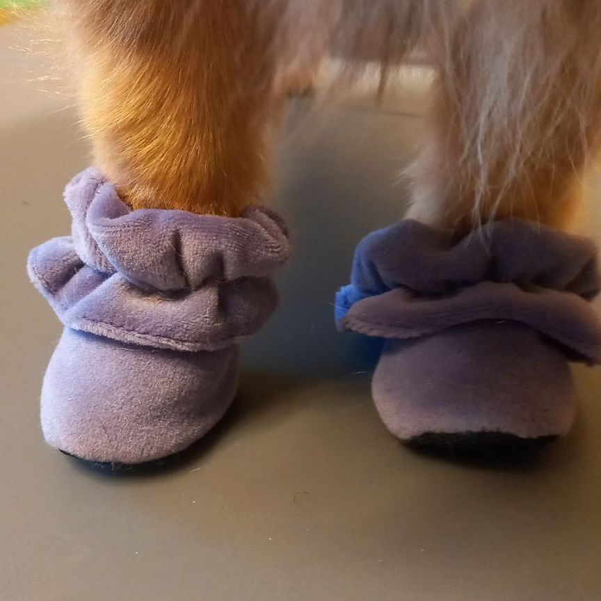 Обувь и шапочка для маленькой собачки