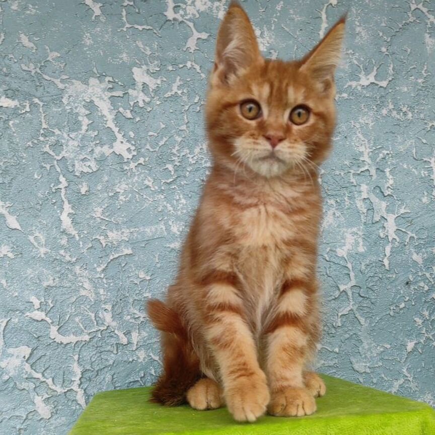 Мейн-кун котёнок