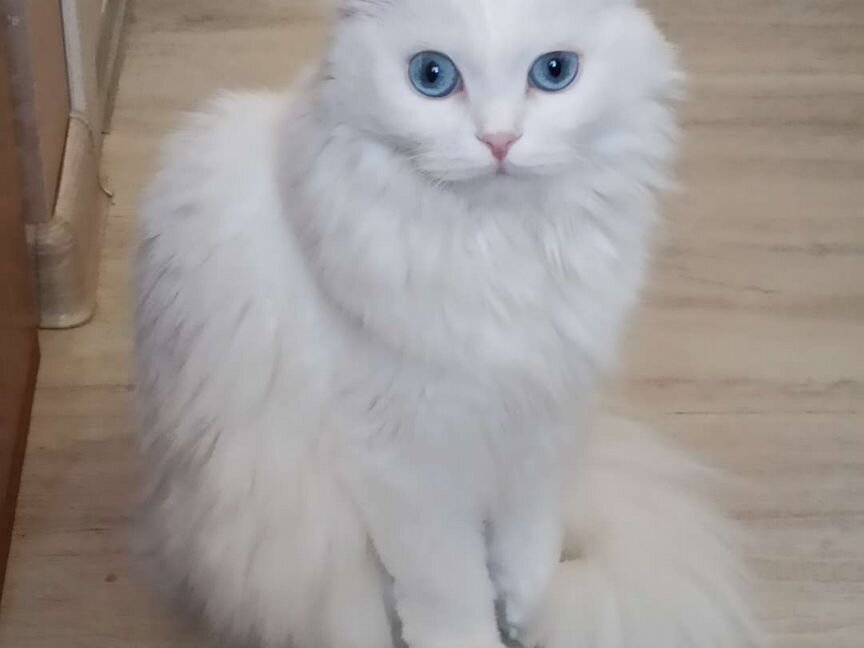 Вислоухая шотландская. Кошка