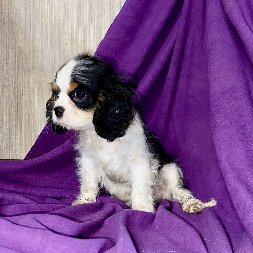 Кавалер Кинг чарльз спаниель