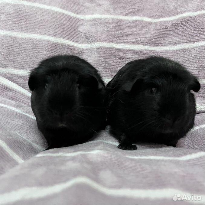 Пара Морские свинки крестед мальчики